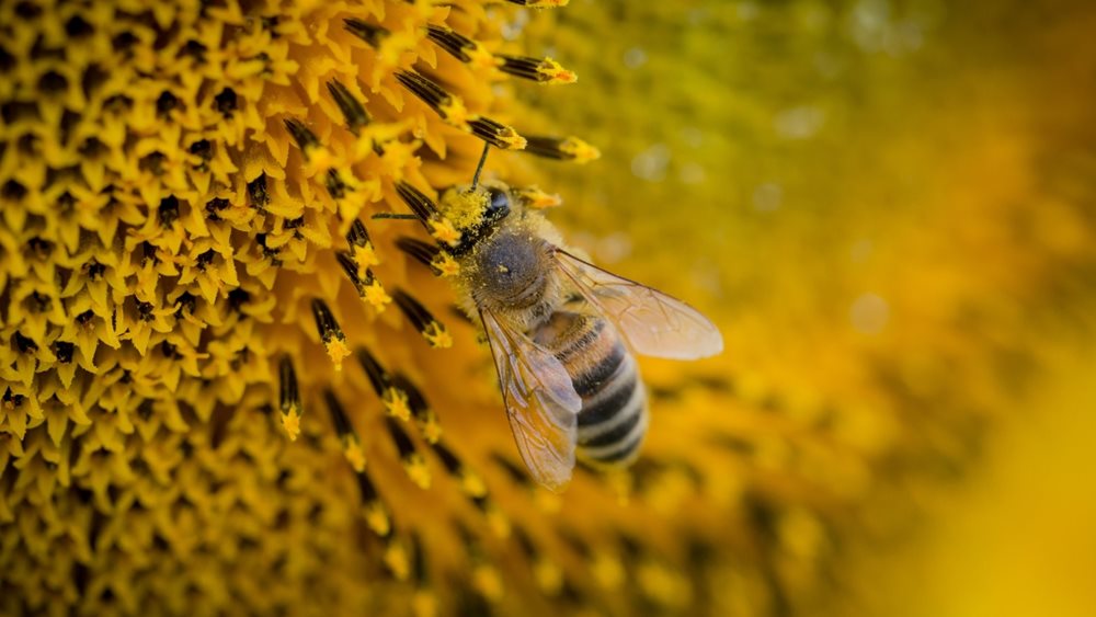 H NAK KATSIBERIS συμβάλλει στη διάσωση 9,6 εκατ. μελισσών του Έβρου | dramini